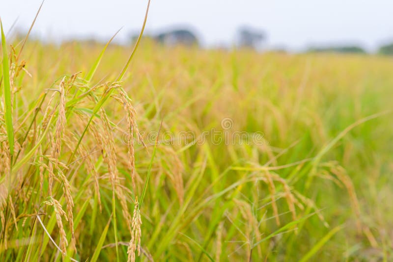 Select Focus Rice Field with Copy Space. Food Agriculture Concept Stock ...