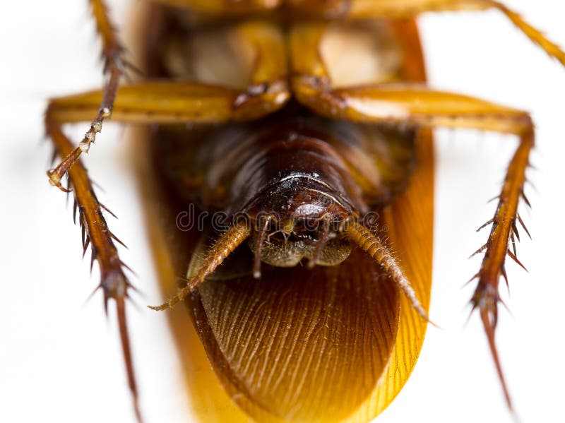 Death cockroach stock image. Image of black, dead, macro - 38942057