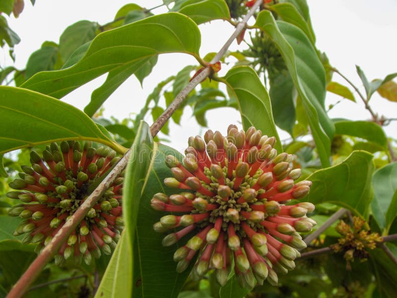 Selected Focus of Gambir Flower Bud Stock Image - Image of fruit ...