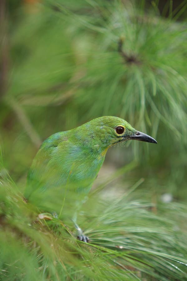 Selected Focus of the Greater Green Leafbird Stock Image - Image of ...