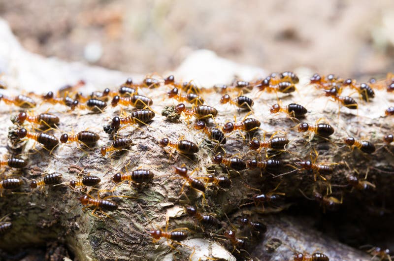 Group of termite stock photo. Image of timber, termite - 17516822