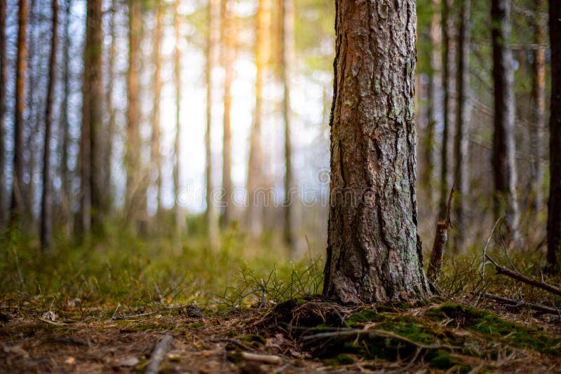 Selected Focus on a Pine Tree Trunk in a Forest Stock Photo - Image of ...