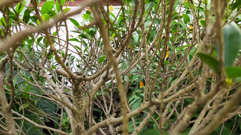 Selected Focus of Small Plant S Trunks in the Garden Stock Photo ...