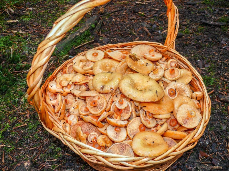 Selected Fresh Picked Edible Forest Mushrooms in a Basket Stock Photo ...