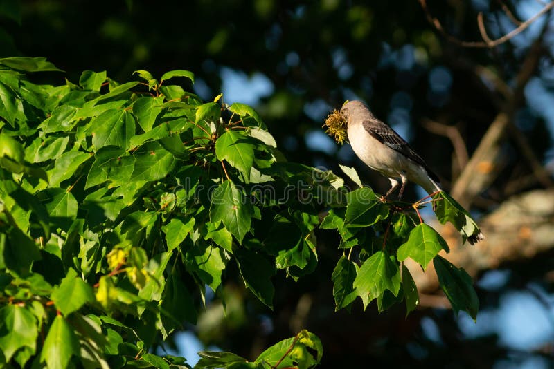 Selectiive Focus of Northern Mockingbird (Mimus Polyglottos) on Tree ...