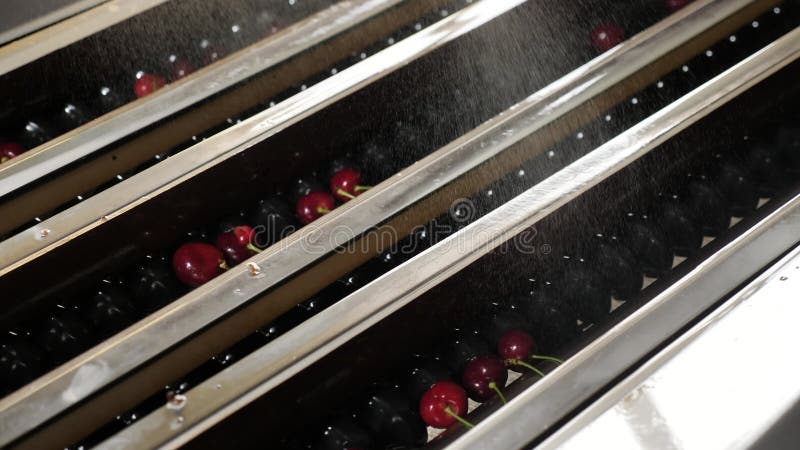 Selecting and Sorting Berries at Industry Plant Stock Footage - Video ...