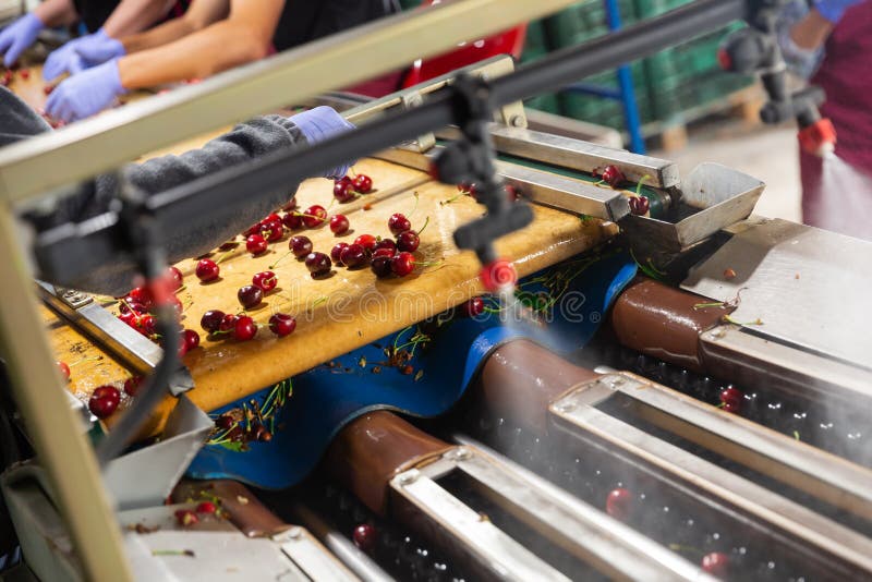 Selecting and Sorting Berries Stock Image - Image of industry, healthy ...