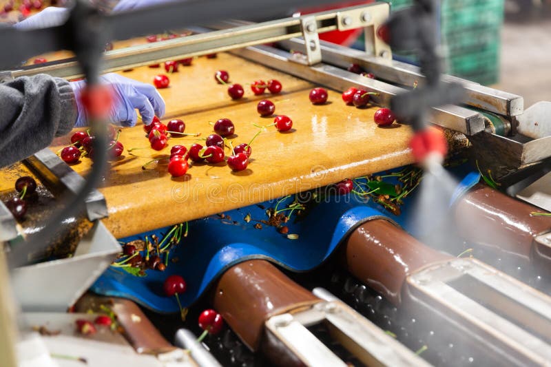 Selecting and Sorting Berries Stock Image - Image of packing, fresh ...
