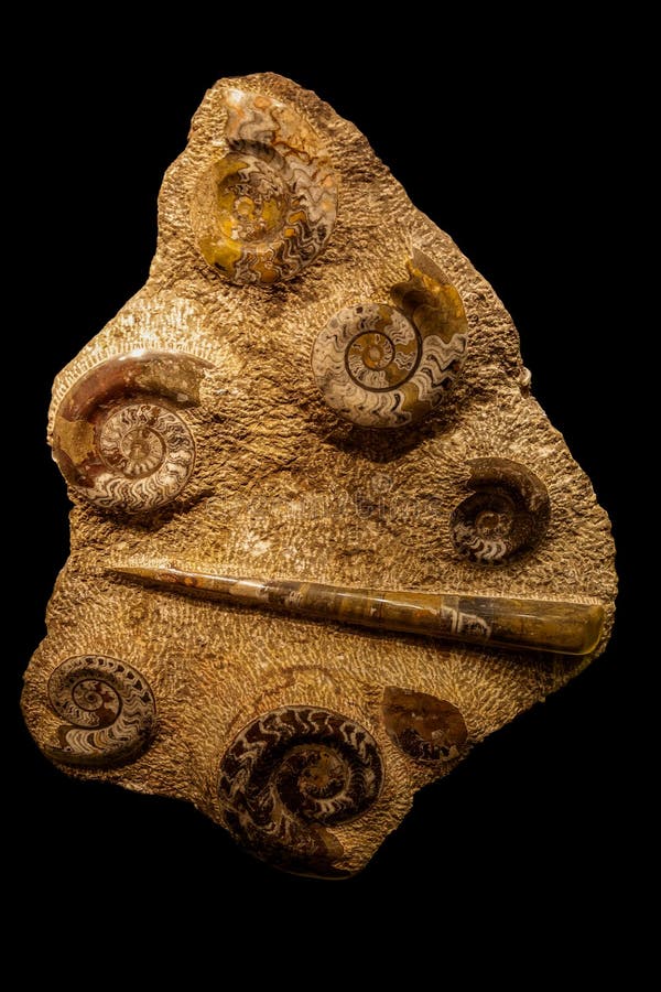 Selection of ammonites stock image. Image of geology - 172410157