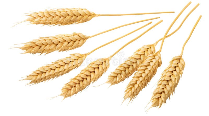 Selection of Beardless Wheat Ears or Heads Isolated on White Background ...
