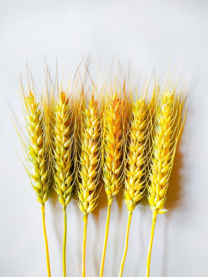 Selection of Beardless Wheat Ears or Heads Isolated on White Background ...