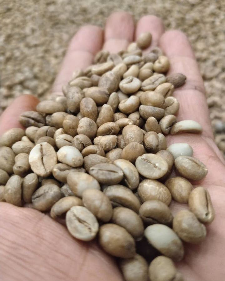 Selection of the Best Coffee Beans Stock Image - Image of beans ...