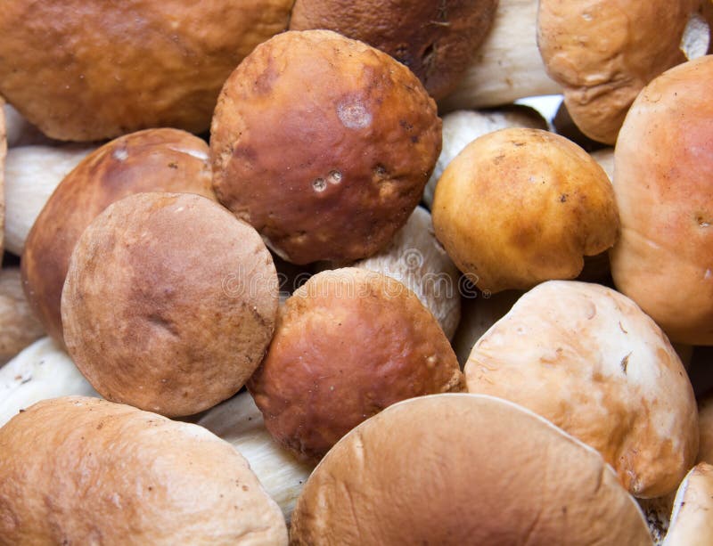 Selection of ceps stock image. Image of fungus, edible - 6314555