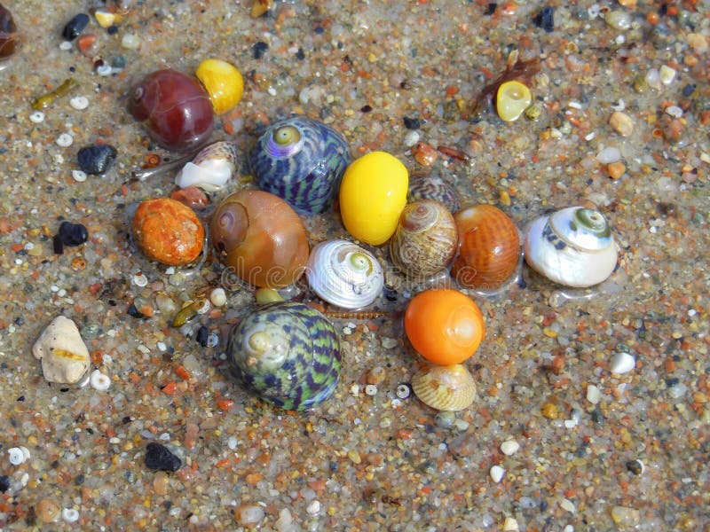Different Colour Sea Shells on Beach Stock Image - Image of sand ...