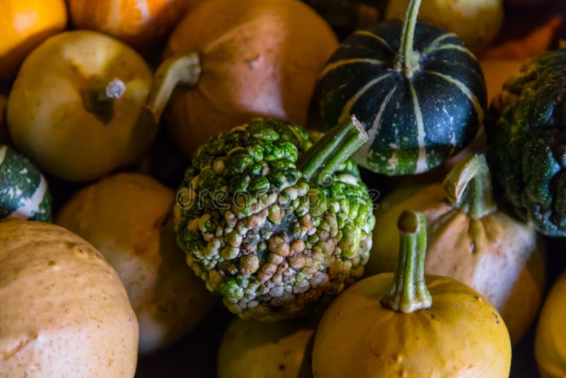 Lumpy gourds stock image. Image of lumpy, farm, vegetable - 28003495