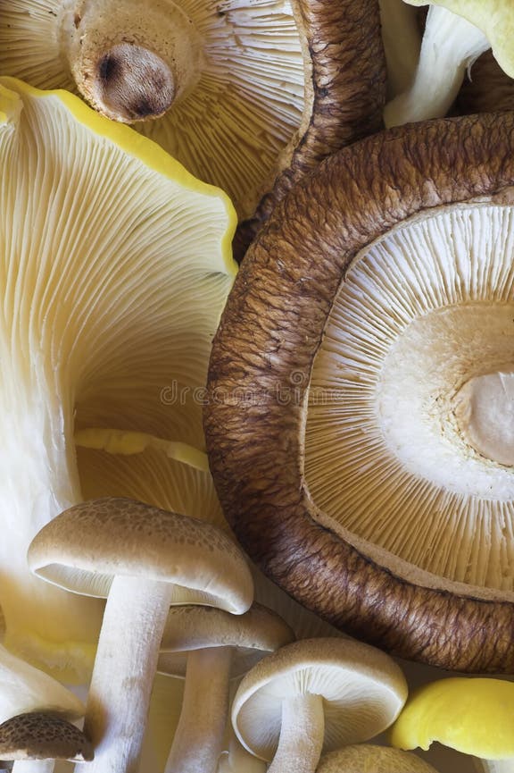 Selection of Exotic Mushrooms Stock Image - Image of flavour, cook: 2784039