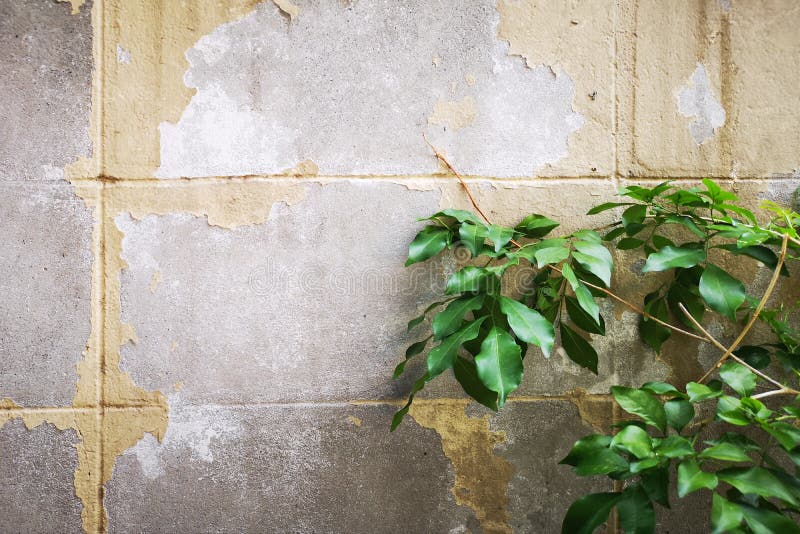 Selection of Exterior Paint on Non-standard Walls Causing Color To Fall ...