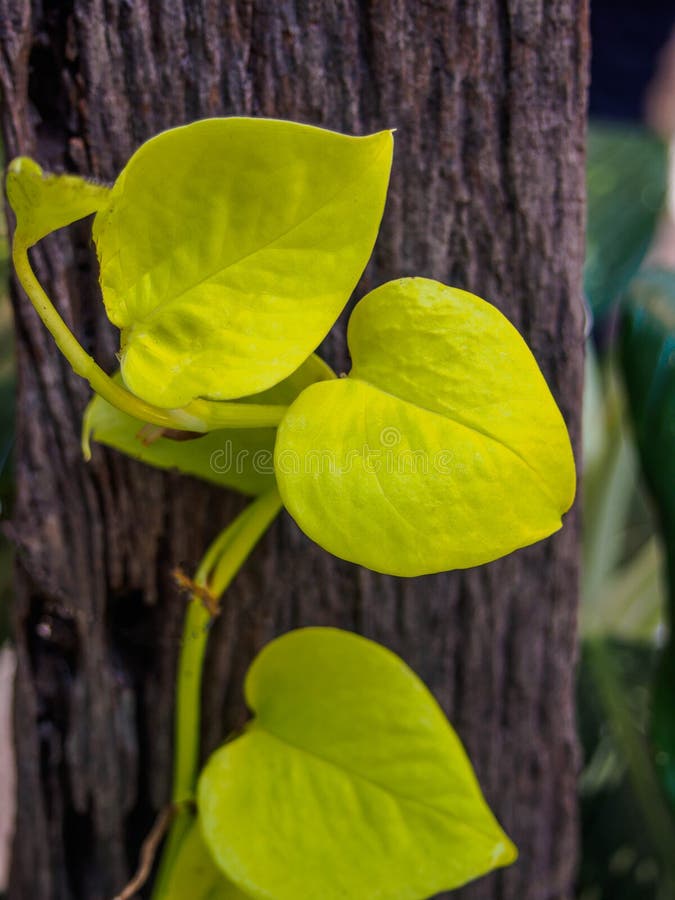 263 Scindapsus Aureus Stock Photos - Free & Royalty-Free Stock Photos ...