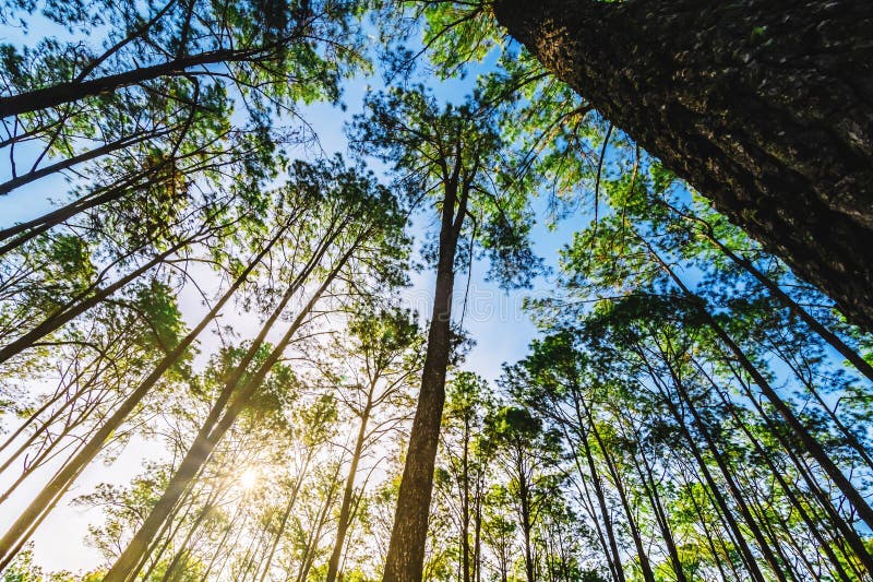 Selection Focus.Pine Trees in the Forest , Their Branches Against a ...