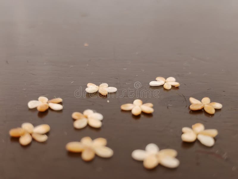 Selection Focus of Seed Petal Arrangements on Dark Surface Stock Photo ...