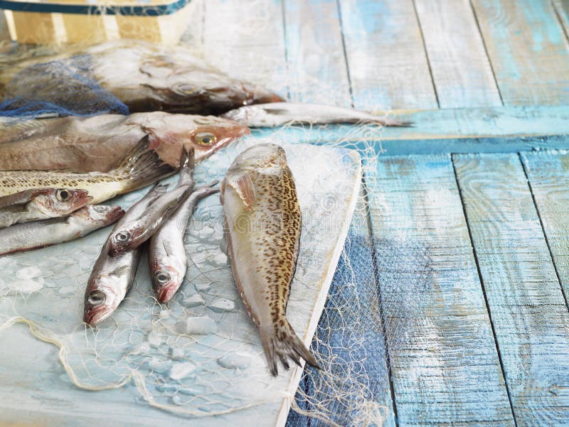 Selection of fresh fish stock photo. Image of color, blue - 23709556