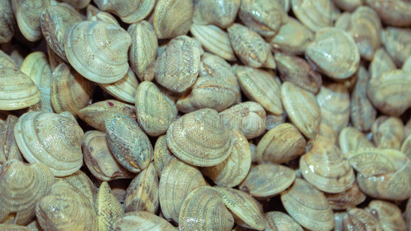 Selection of Fresh Shellfish in a Market Stock Photo - Image of market ...