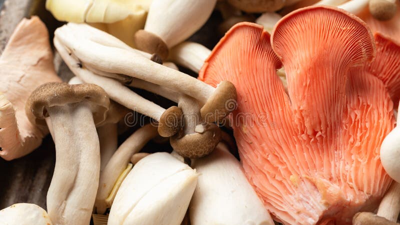 Exotic Mushroom stock photo. Image of forest, exotic, mold - 1342560