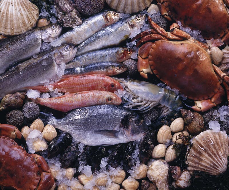 Selection of Freshly Caught Seafood Stock Photo - Image of flavoring ...