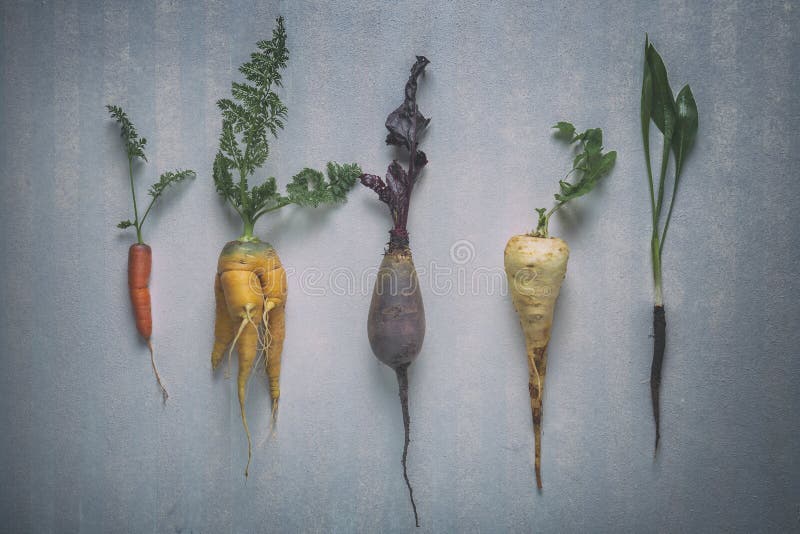 Selection of Root Vegetables on Striped Rustic Background Stock Image ...