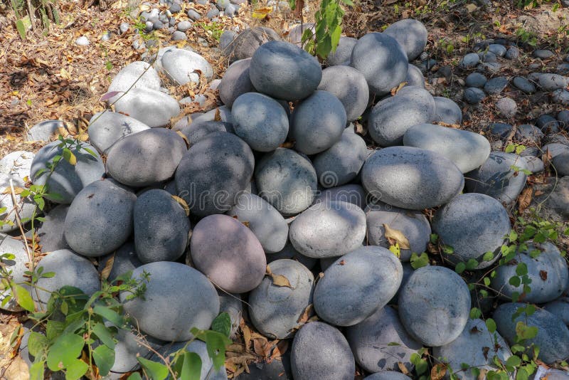 Selection of Large Stones. Pattern of Round Pebble Stone. Background of ...