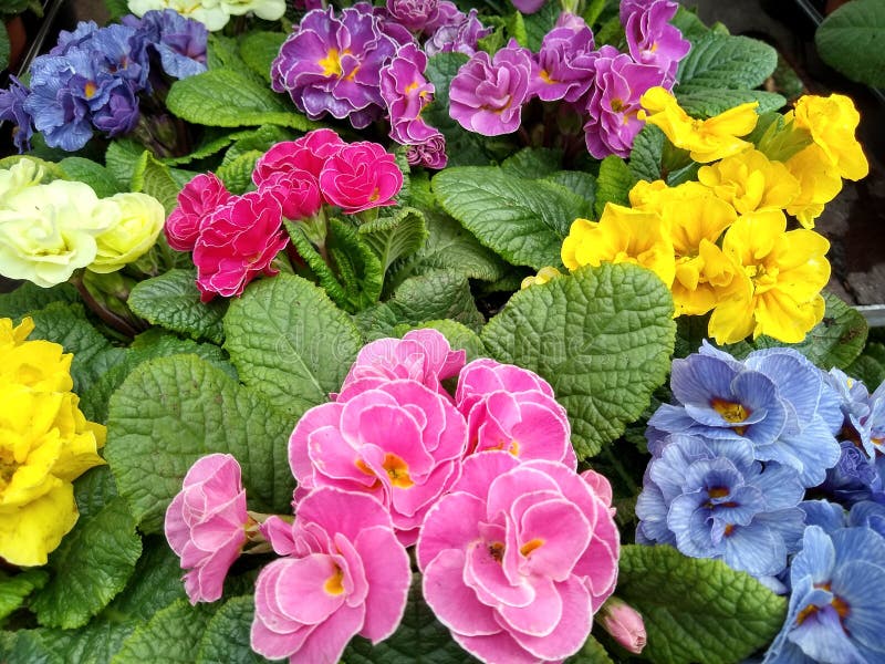 Primrose Ruben Mixed stock image. Image of beauty, color - 195435109