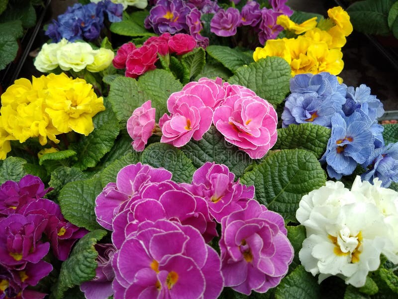 Primrose Ruben Mixed stock photo. Image of violet, purple - 195435140