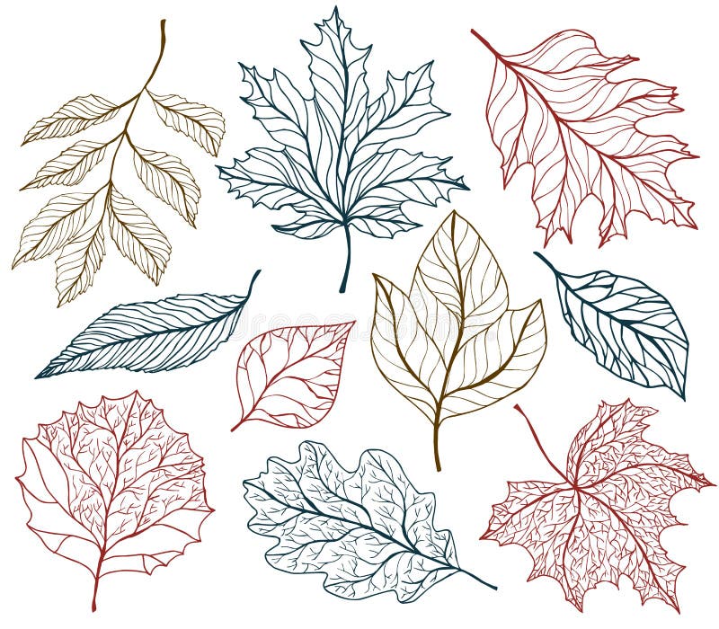 Selection Od Autumn Leaves. Hand Drawn Vector Illustration Stock Vector ...
