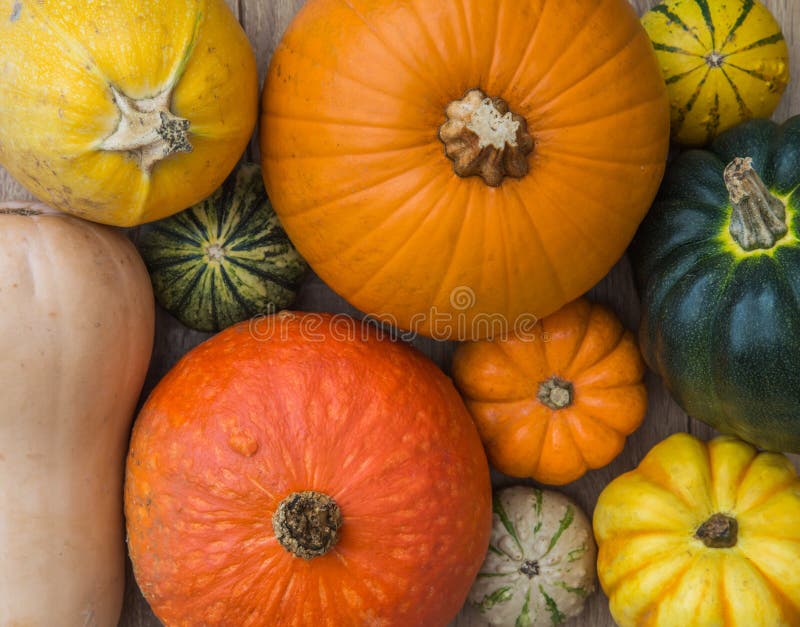Mini Pumpkin Looking Fruit Stock Photos - Free & Royalty-Free Stock ...