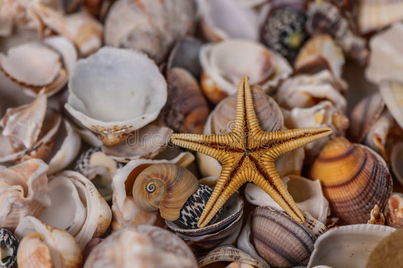 Selection of Sea Shells and Star Fish Stock Image - Image of pattern ...