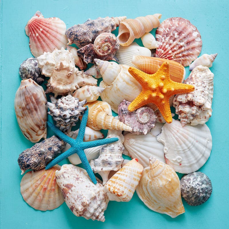 281 Teal Blue Shells Stock Photos - Free & Royalty-Free Stock Photos ...