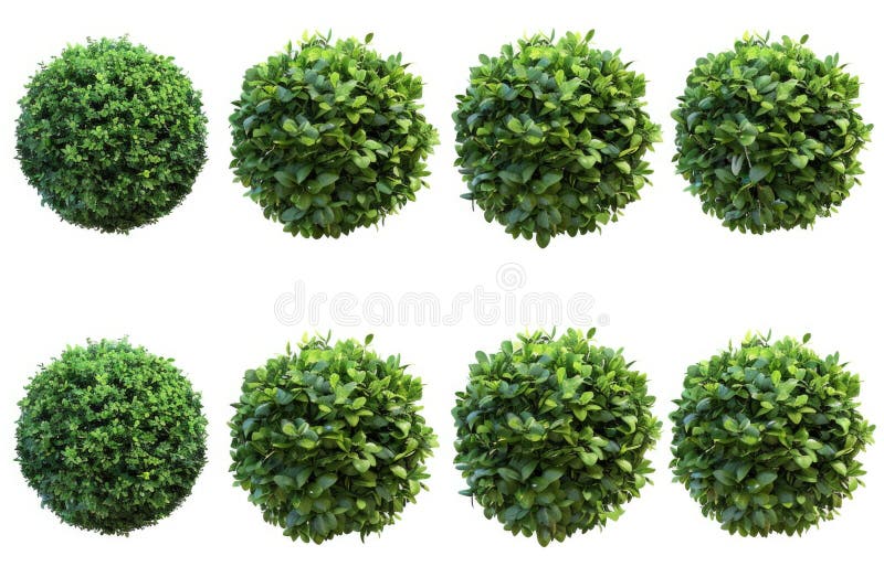 A Selection of Six Different Types of Bushes on Display Stock Image ...