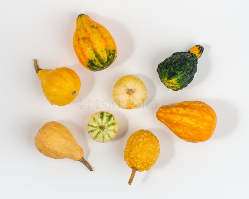 Selection of Small Decorative Pumpkins on White Background. Stock Image ...
