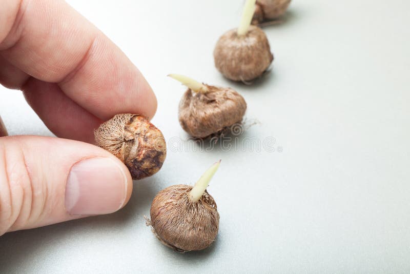 Selection and Sorting of Quality and Bad Bulbs of Spring Flowers Stock ...