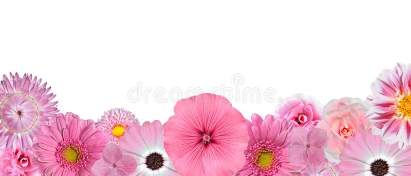 Row Of Colorful Flowers