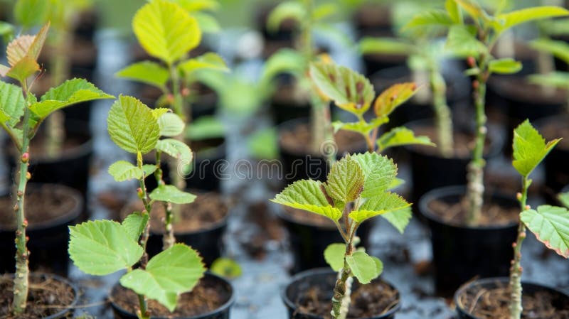 A Selection of Young Tree Saplings with Different Types of Leaves and ...
