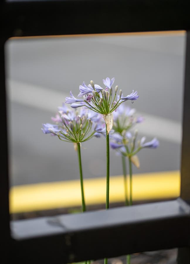 Selective of African Lily (Agapanthus Africanus) in a Garden Stock ...