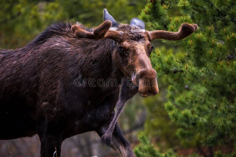 Angry Elk Stock Photos - Free & Royalty-Free Stock Photos from Dreamstime