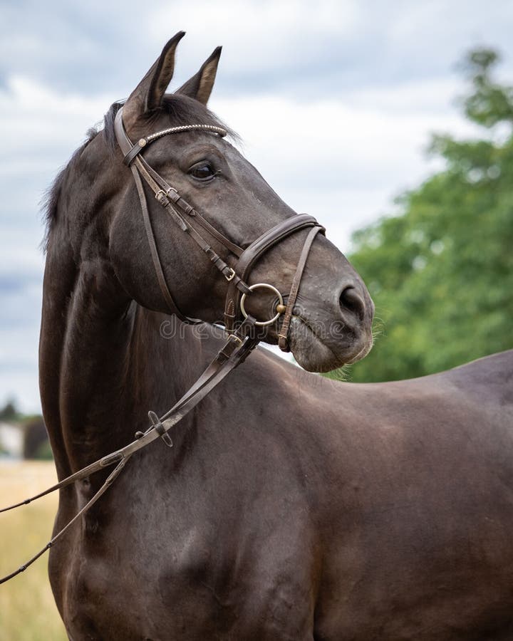 Selective of an Artistic Horse with Bridle Stock Image - Image of farm ...