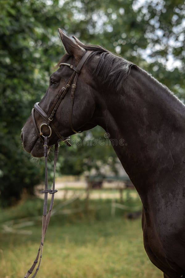Selective of an Artistic Horse with Bridle Stock Image - Image of horse ...