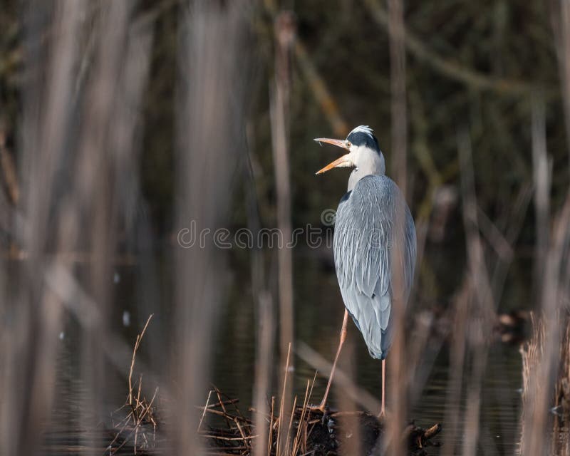 Selective Back View of a Beautiful Gray Heron ((Ardea Cinerea) Standing ...