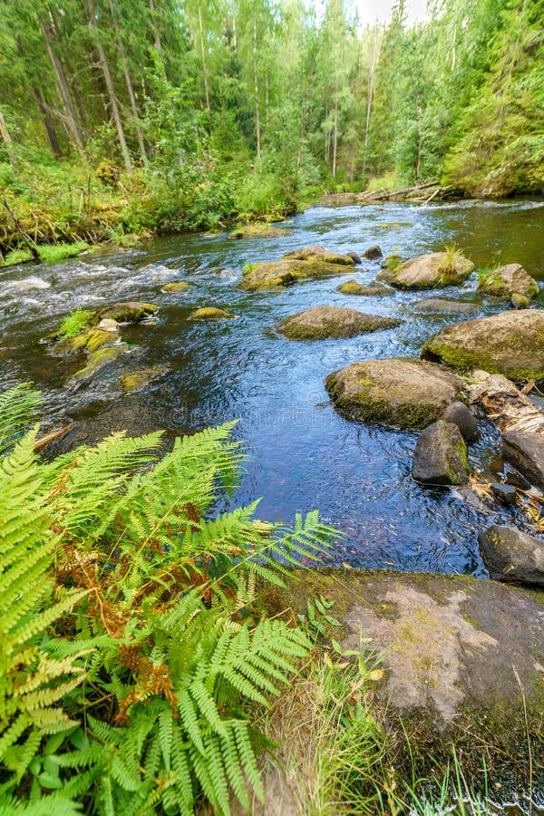 Selective of Beautiful Fern Plants Near the River in a Forest Stock ...