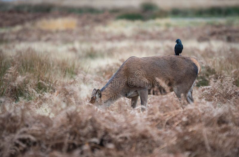 Selective of a Bird on the Back of a Deer in a Field Stock Image ...
