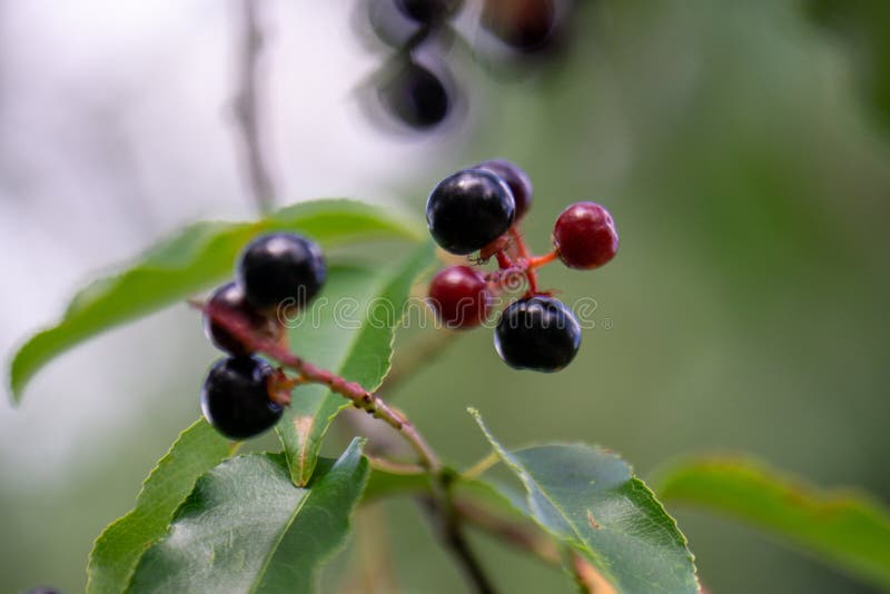 Selective of Bird Cherries in a Garden Stock Image - Image of bird ...