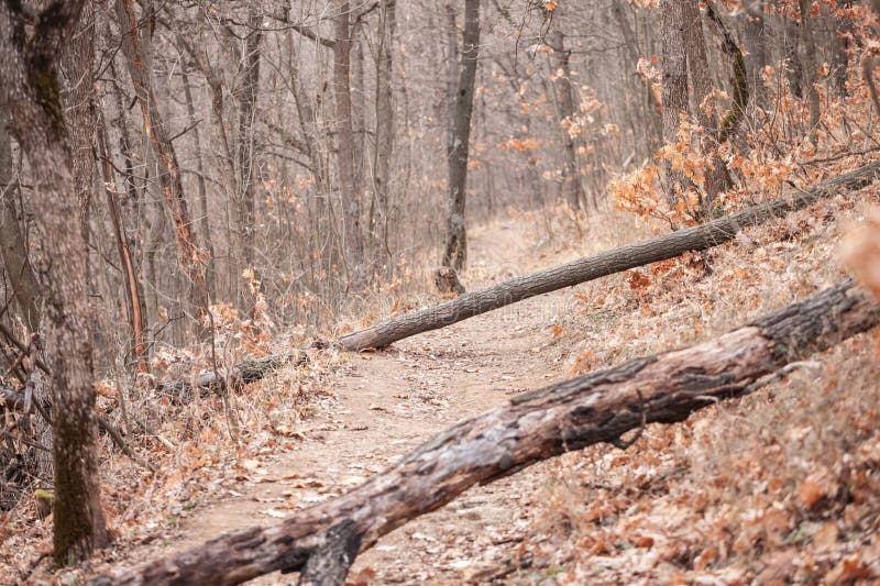 Selective Blu on Wooden Trunks Obstructing the Way of a Forest Trail, a ...